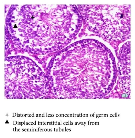 Microphotograph Of Rat Testis Hande Stain A Representative Section