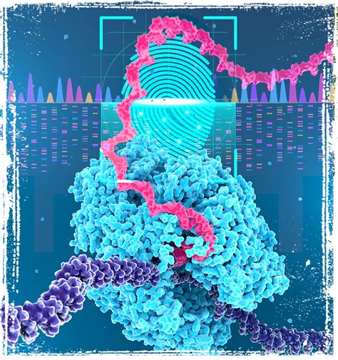 Transcriptome Home Transcriptome Profiling