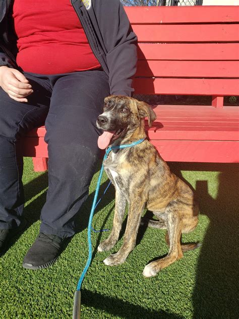 Valentina Adoptable Pet Petfinder Petfinder