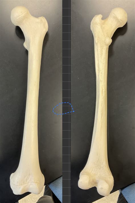 Biol 252l Lab 4 Model 7 Diagram Quizlet