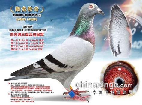 搜鸽天下 信鸽足环查询查成绩 图集：盘点近年鸽界 逆天”的神奇小鸟