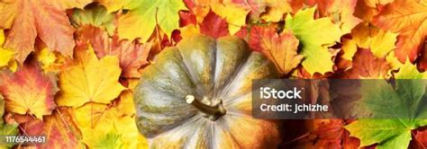 화려한 낙엽 배경에 큰 호박 맨 위 보기 플랫 레이 광고를 위한 공간을 복사합니다 화창한 날 따뜻한 날씨 골드 아늑한 가을 추수 감사절 컨셉 가을에 대한 스톡 사진 및 기타