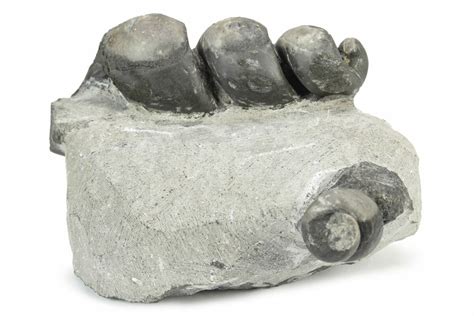 3 1 Devonian Fossil Gastropod Internal Mold Issoumour Morocco