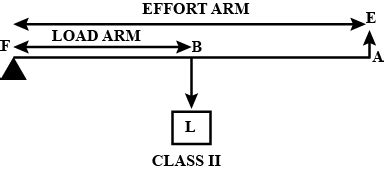 Draw A Labelled Diagram Of A Class II Lever Give One Example Of Such A Lever
