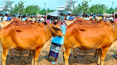 20 5 25 হাট সেরা ভরপুর মাংসের উপযোগী ২০২৫ কোরবানির জন্য কিছু বলদ গরুর দাম জানবো। Youtube