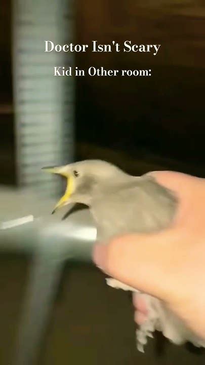 Screaming Bird Meme Memes Funny Birds Youtube