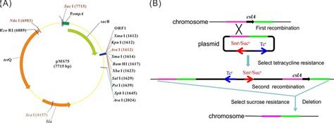 Map Of The Suicide Plasmid Pms75 A And Gene Deletion Strategy In Download Scientific Diagram