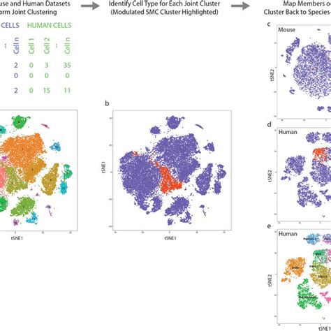Joint Clustering Approach Identifies Human Phenotypically Modulated Download Scientific Diagram