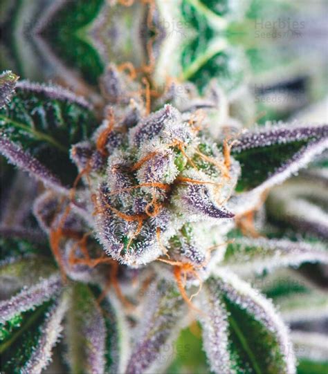 Do Si Dos Feminized Seeds For Sale By Pyramid Seeds