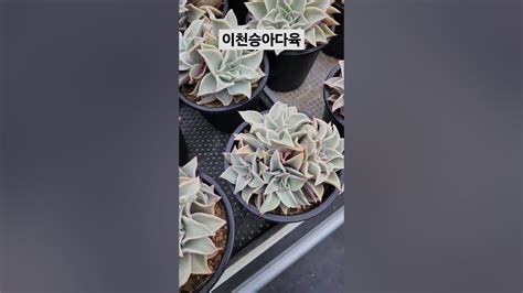 이천승아다육😘온라인 다육판매😎01031872821 간편한 문자주문 빠른배송 친절한 전화상담 5만원이상 무료배송 다육이 예운분 다육판매 Youtube