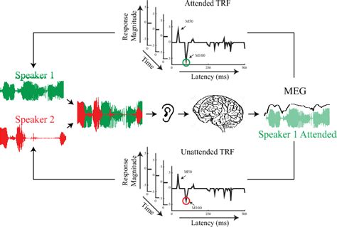 Figure 1 From Dynamic Estimation Of The Auditory Temporal Response Function From Meg In