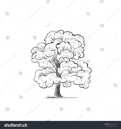 Oak Tree Skech Illustration Drawing Hand Stock Illustration 554475343