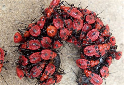 What Do Assassin Bugs Eat Are They Beneficial Predators Whats That Bug
