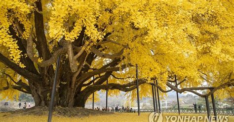 노랗게 물든 원주 반계리 은행나무