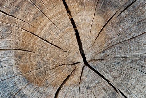 Tree Log Section Texture Or Background Stock Photo Image Of Grunge Organic