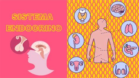 Sistema Endocrino Genially