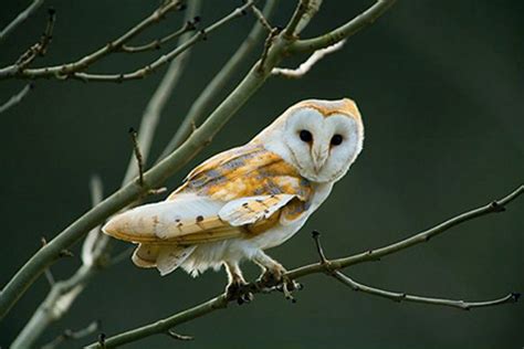 B N V Lo I Chim B O Hi U C I Ch T Khoahoc Tv