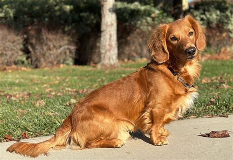 Designer Dogs Gone Wild Exploring The Golden Retriever Dachshund