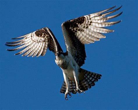 Seahawk Bird Stunning Aerial Photography