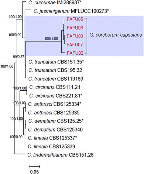 Maximum Parsimony Tree Obtained From A Heuristic Search Of The Combined