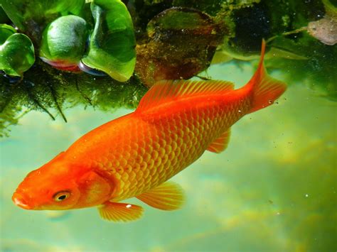 Gambar Mewarnai Ikan Mas Koi Edukasi Kita Riset