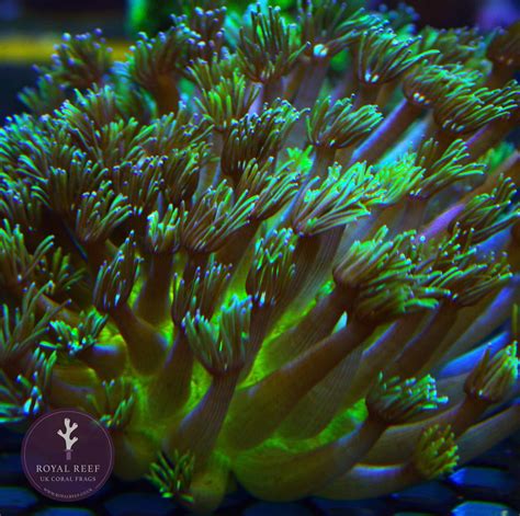 Long Green Tenticle Goni Royal Reef