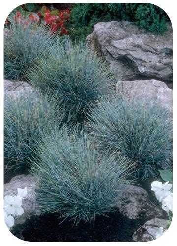 Ornamental Grasses - Top 202 Evergreen Pictures & Photos