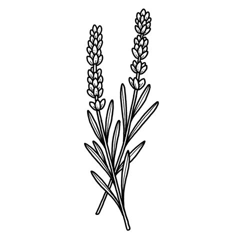 Lavender Tattoo Black And White