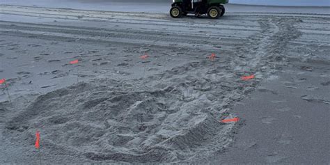 First Sea Turtle Nests Of The Season Found On Holden Beach