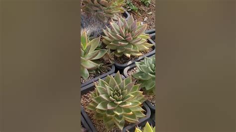 무덥고 습한 날씨를 잘 견디고 있는 다육이들 모습 Youtube