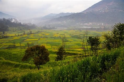 Premium Photo Green Ground