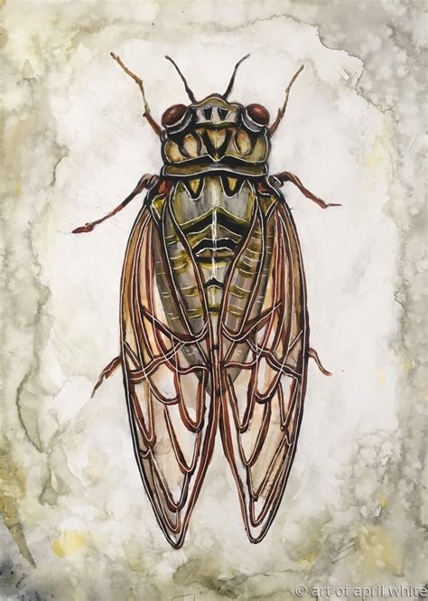 Cicada Scientific Drawing