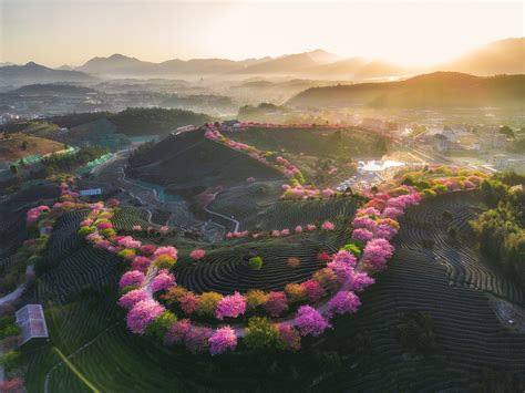 Прекрасните цъфнали пролетни череши в град Лунйен