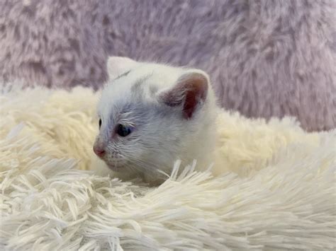 코리안숏헤어 봄 포메라니안종류 말티즈종류 말티푸종류 푸들종류 먼치킨종류 랙돌종류 브리티쉬숏헤어종류 스코티쉬폴드종류 러시안블루종류 소형견성격 중형견성격 대형견성격 비숑프리제