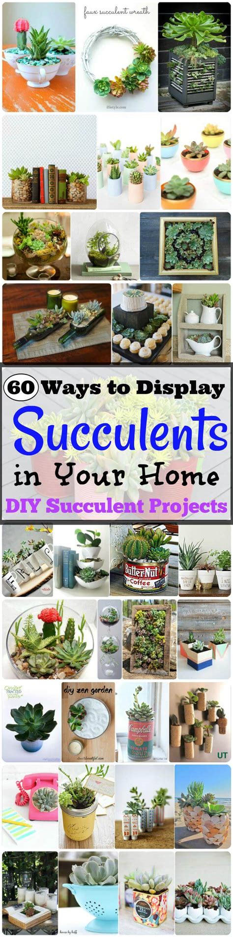 Diy Succulent Projects 60 Ways To Display Succulents In Your Home