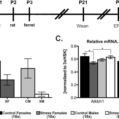 Neonatal Predator Odor Exposure Poe Causes Lasting Effects On Download Scientific Diagram