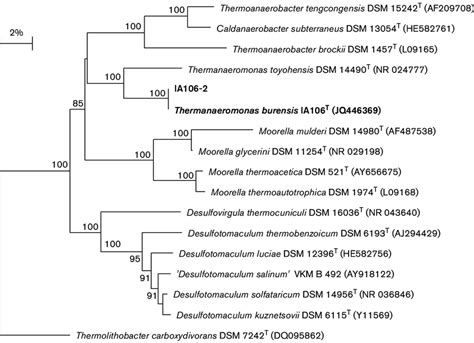 phylogenetic dendrogram based on 1309 unambiguous bases of 16s rrna