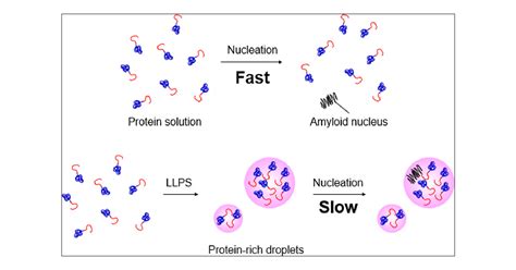 Detection Of Fibril Nucleation In Micrometer Sized Protein Condensates