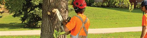 Arborist Report Colonial Tree Service