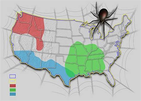 Brown Recluse Spiders Habitat