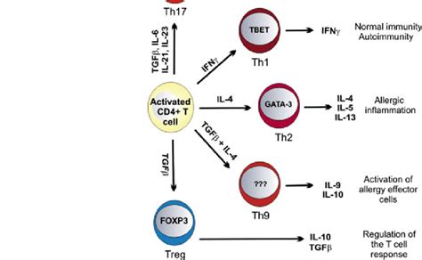 Differentiation Of T Effector Subsets From An Activated CD4 T Cell Download Scientific Diagram