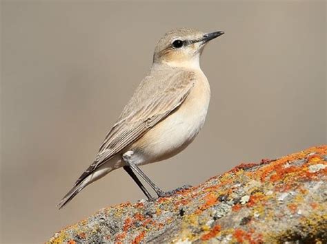 Variable Wheatear Bird Watcher