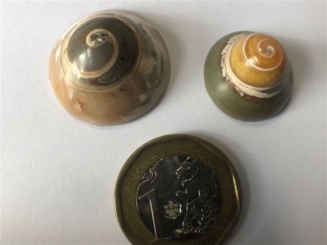Conch Hermit Crab Fossilised Hobbies And Toys Memorabilia
