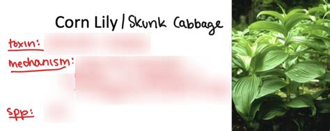 Plant Toxin 19 Diagram Quizlet