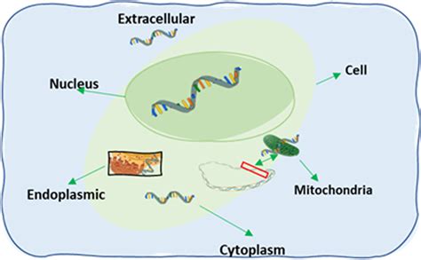 Symbolic Diagram Of A Typical Animal Cell With Five Subcellular Download Scientific Diagram