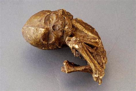 Women Of History Stone Babies