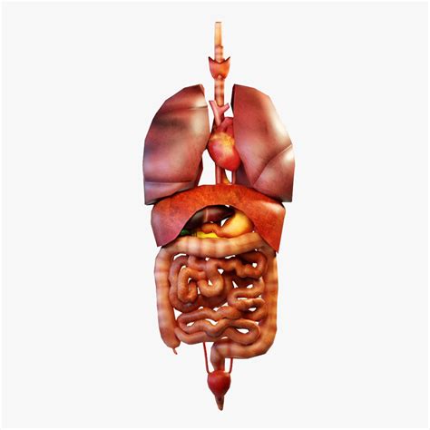 3d Model Human Internal Organs Low Poly 3d Model Turbosquid 2066366