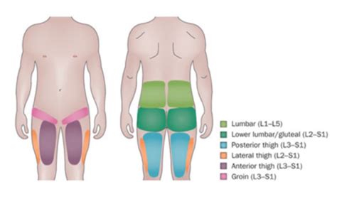 Ortho Ii Exam 1 Nerve Lecture Flashcards Quizlet