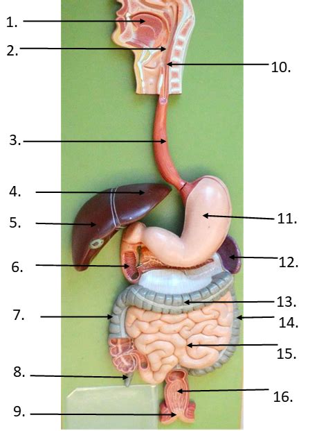 Chapter 24 Lab Identification Digestive System Lab Model A Diagram
