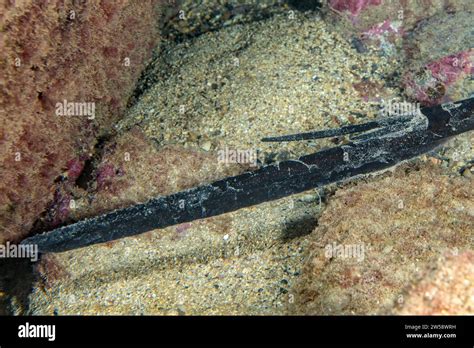 Close Up Of Dangerous Poisonous Stingray Sting With Potentially Lethal